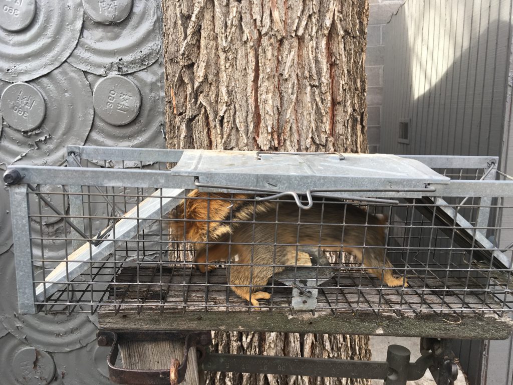 Must be the season … of the squirrel. – Elk Bellows