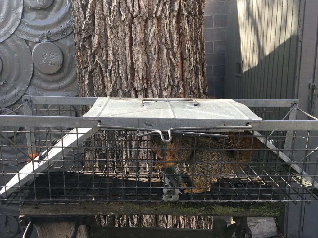 Must be the season … of the squirrel. – Elk Bellows