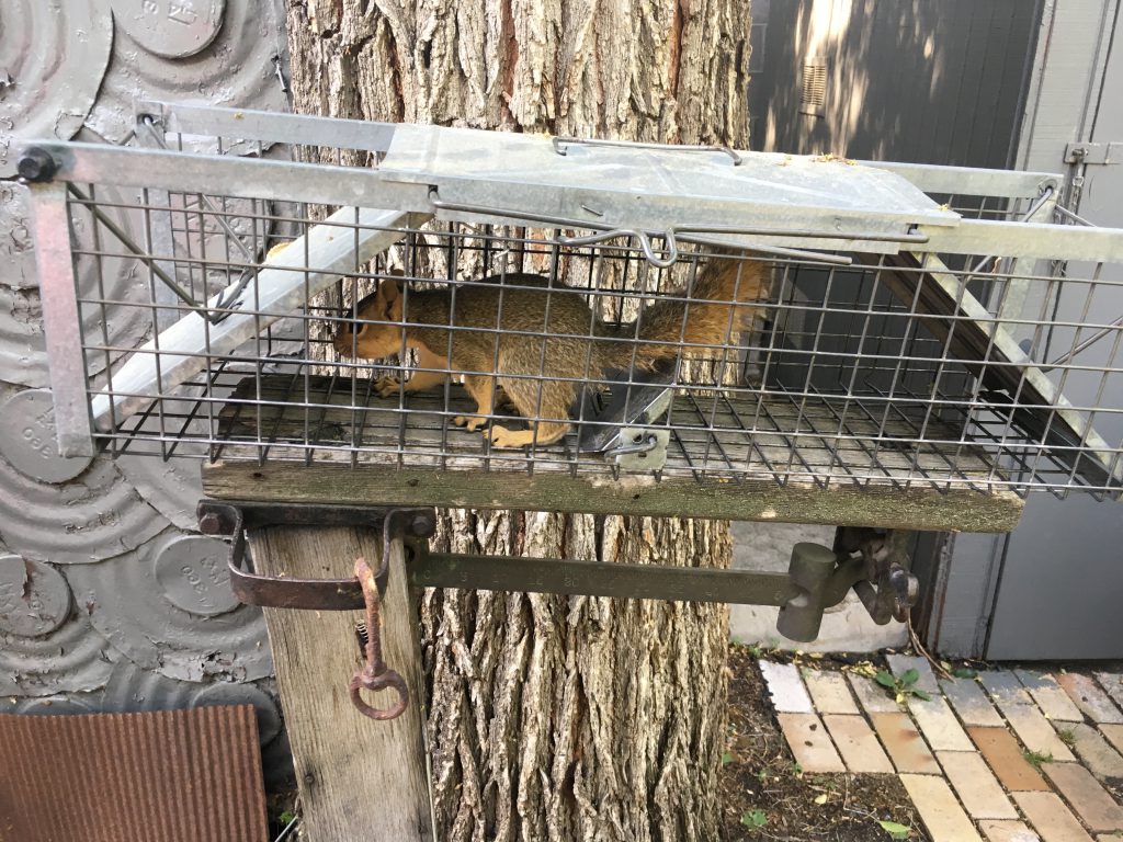 Must be the season … of the squirrel. – Elk Bellows