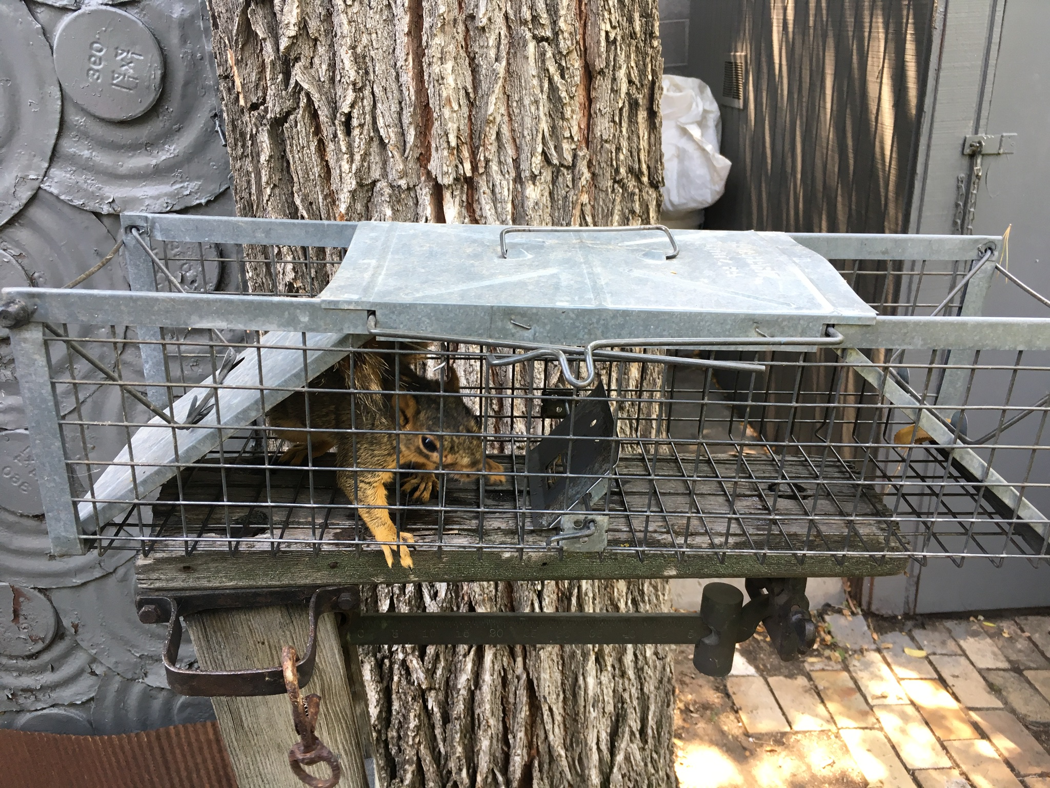 Must be the season … of the squirrel. – Elk Bellows